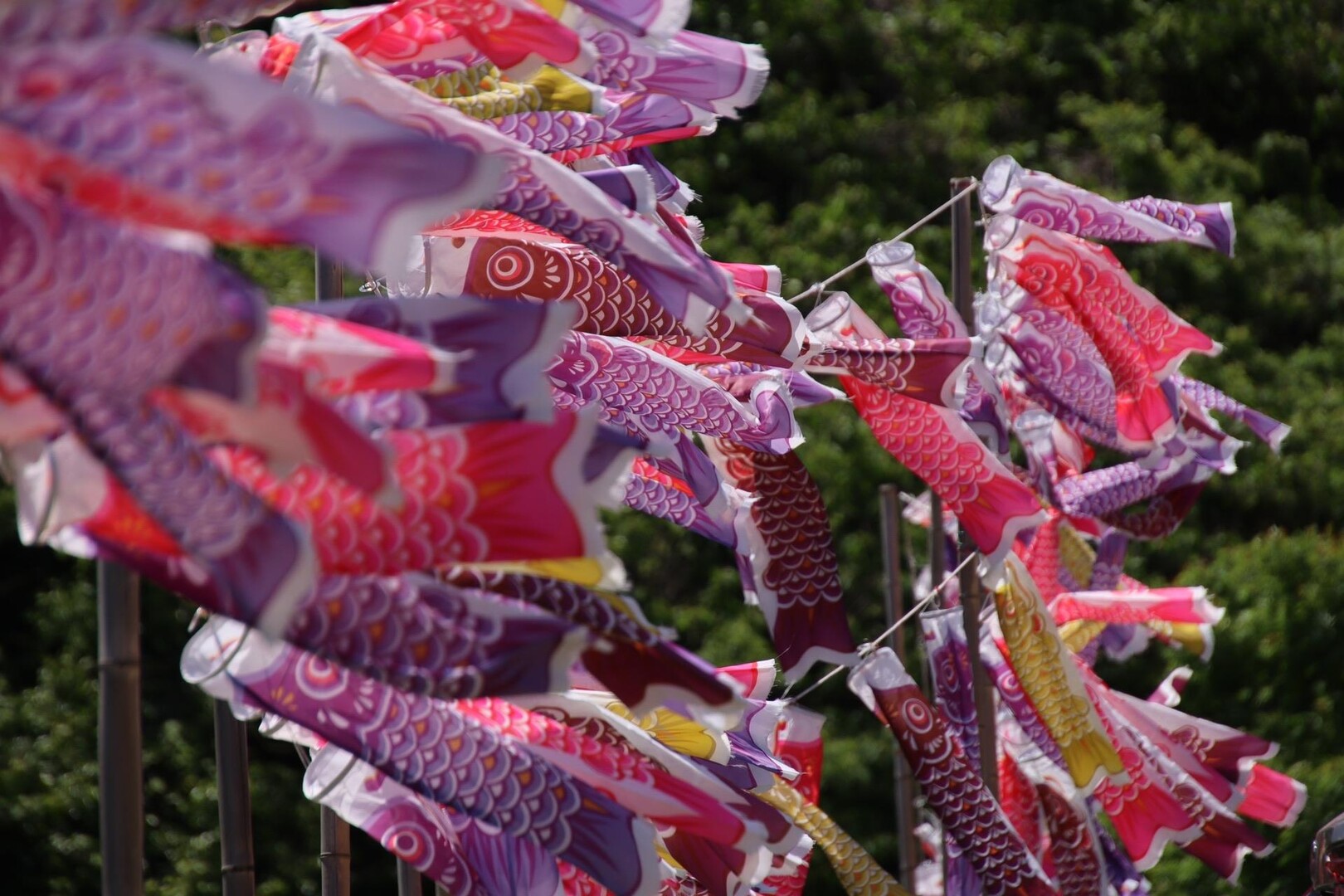 昨日の5月24日 カープ 2軍、観戦（... / GONKEさんのモーメント | YAMAP / ヤマップ