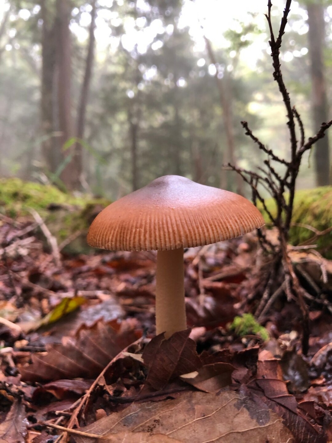 onon45のページ | YAMAP / ヤマップ