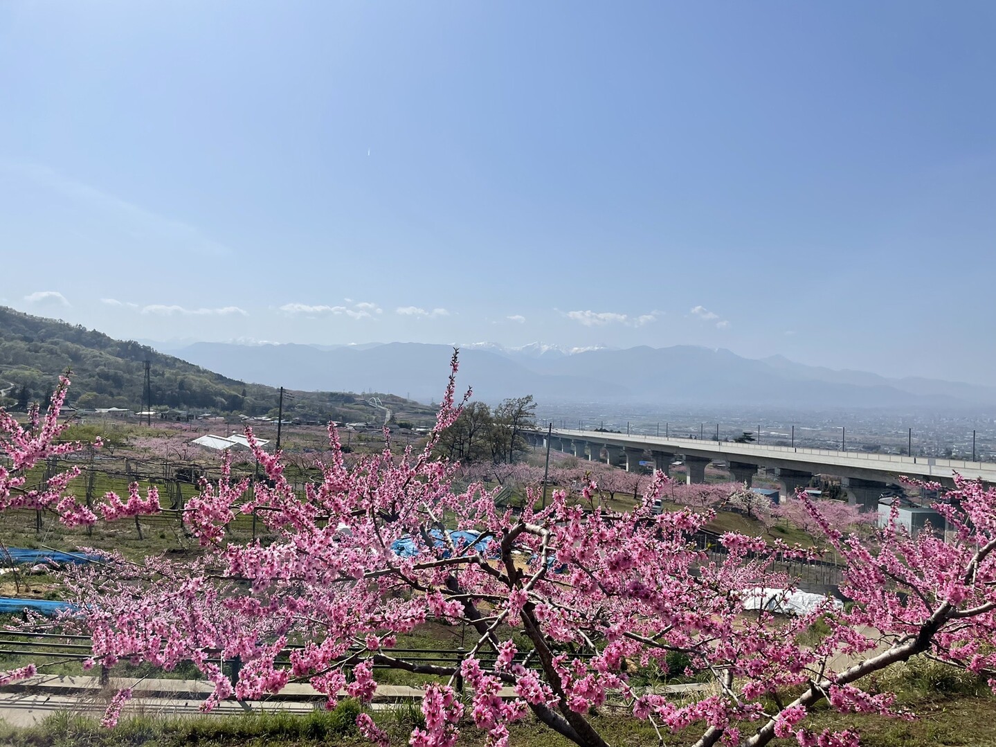 山梨の桃源郷(大栃山・小栃山・花鳥山) / maya_ponさんの釈迦ヶ岳・大栃山の活動データ | YAMAP / ヤマップ