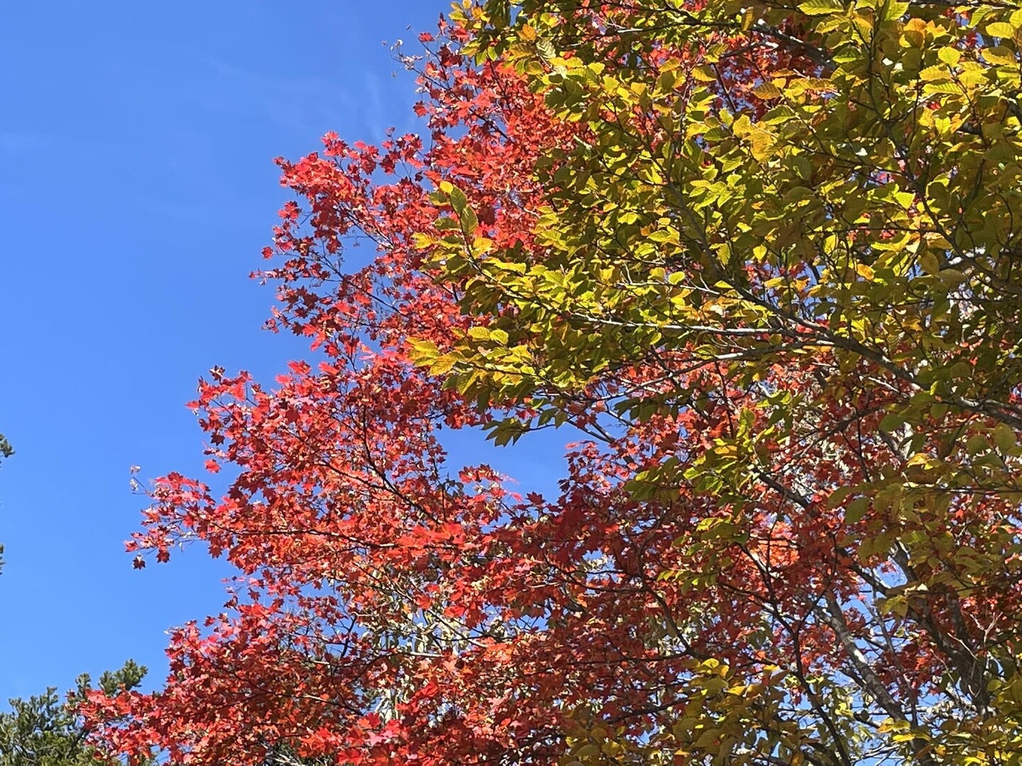 黒檜山・駒ヶ岳・覚満淵をお散歩⸒⸒⸜( ˶'ᵕ'˶)⸝🍁 / eriさんのヤマノススメ巡礼マップ（赤城山・地蔵岳）の活動データ | YAMAP / ヤマップ