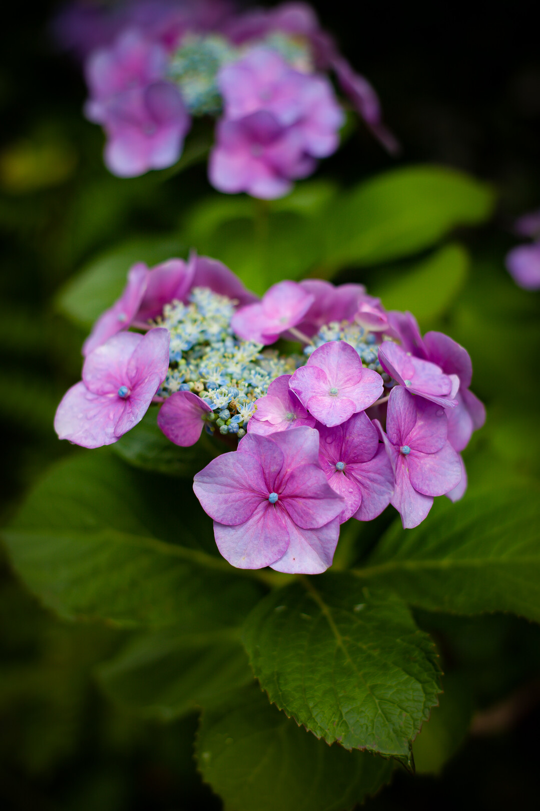 ずっと観ていたいような、艶やかで美しい花... / stripeさんのモーメント | YAMAP / ヤマップ
