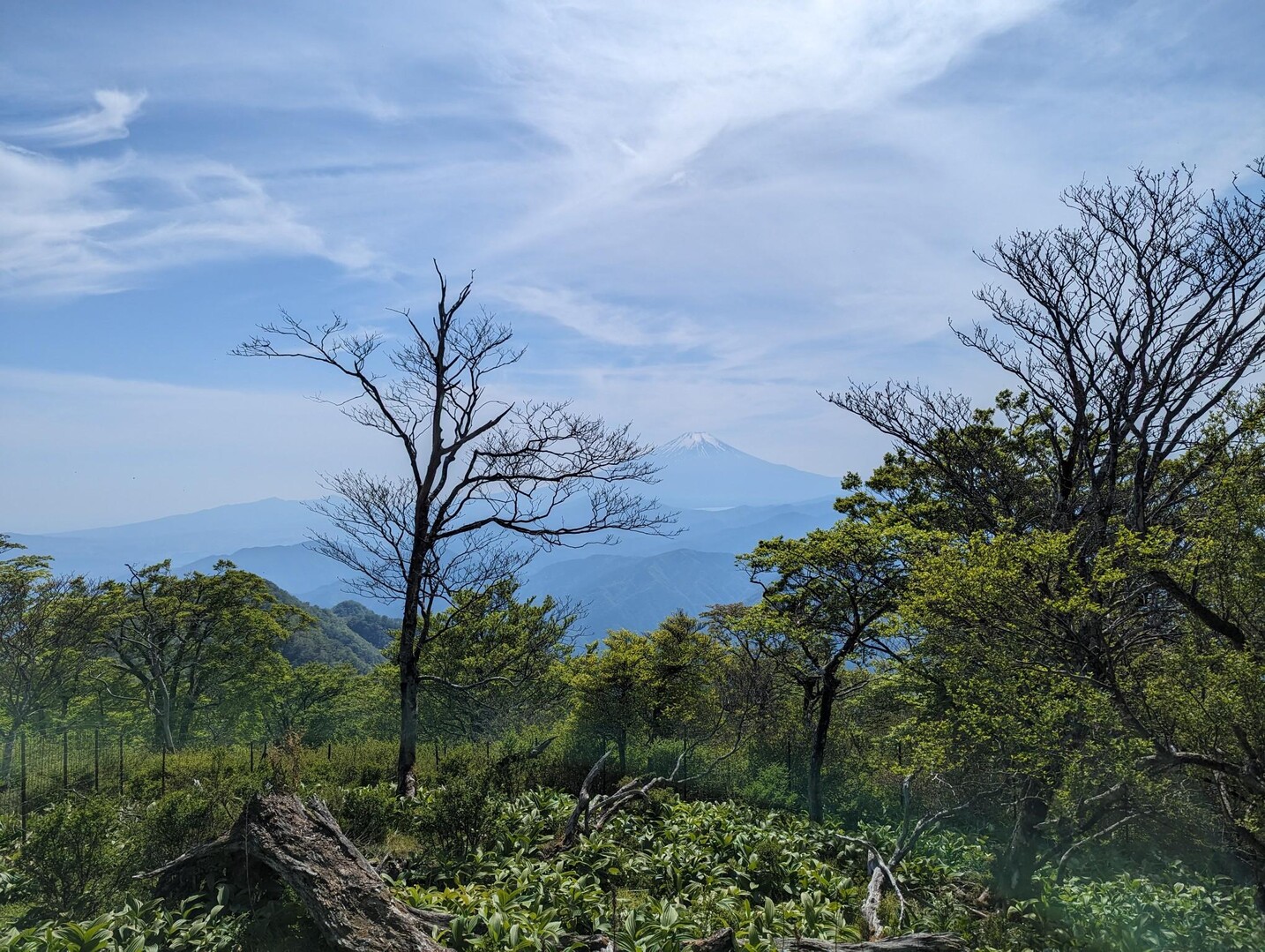 檜洞丸 / pacocatさんの大室山・畦ヶ丸山・菰釣山の活動データ | YAMAP / ヤマップ