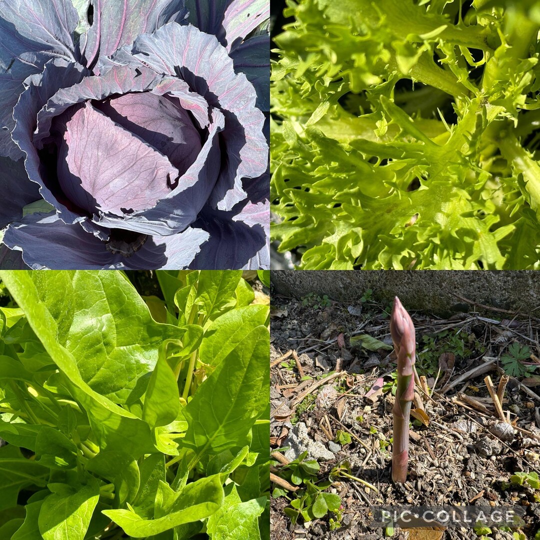 外遊び？の一つの畑遊びも春の準備です。 ... / subrosaさんのモーメント | YAMAP / ヤマップ