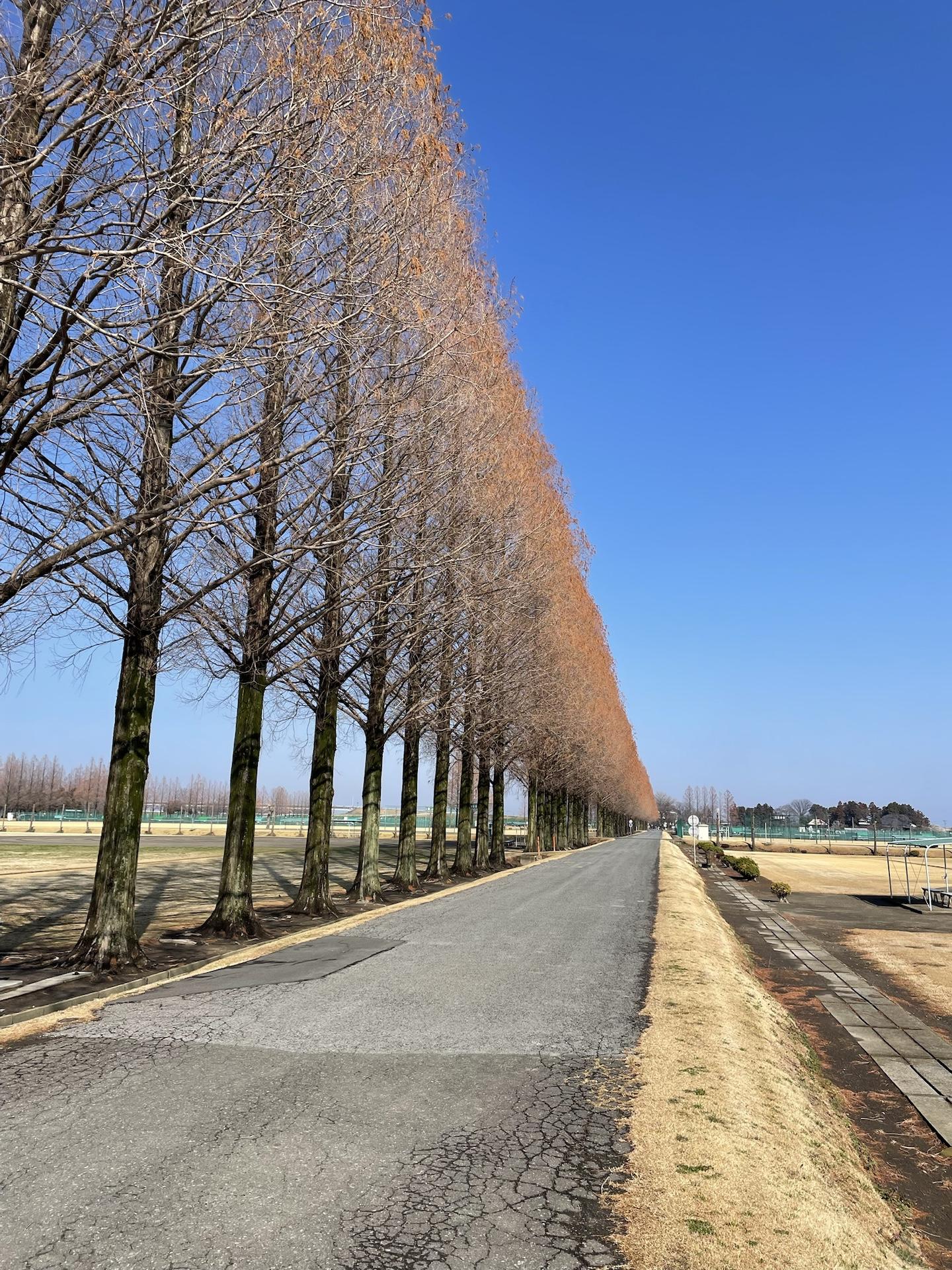 武蔵野十里2025 / sibacciさんの川越市の活動日記 | YAMAP / ヤマップ