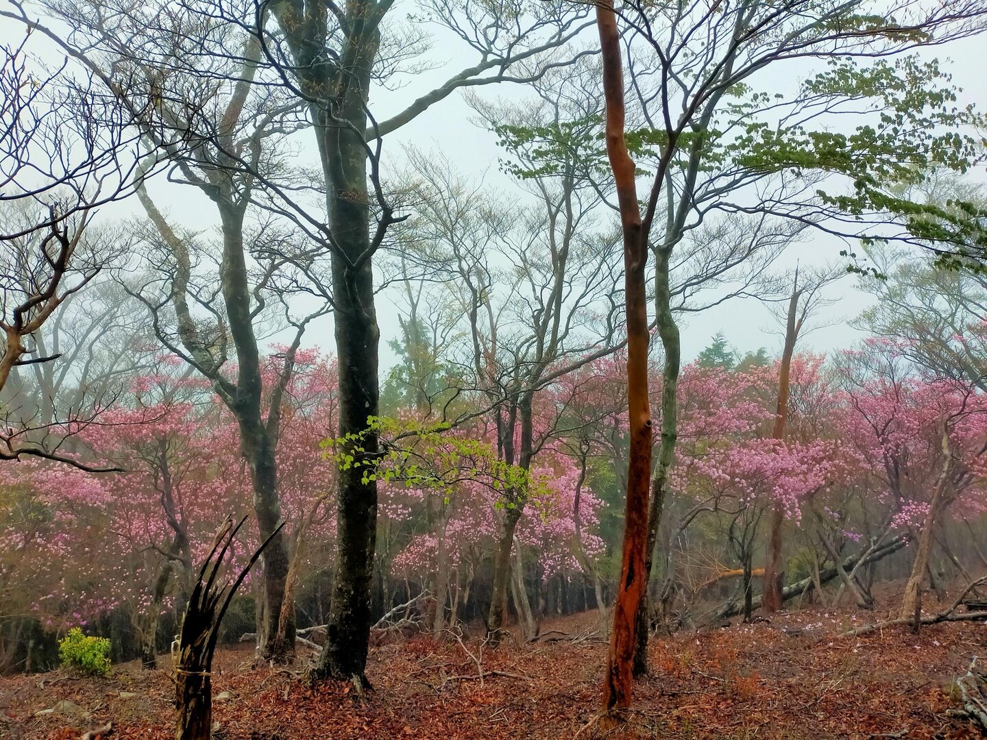 大崩山 / Route 66さんの大崩山・五葉岳・新百姓山の活動データ | YAMAP / ヤマップ