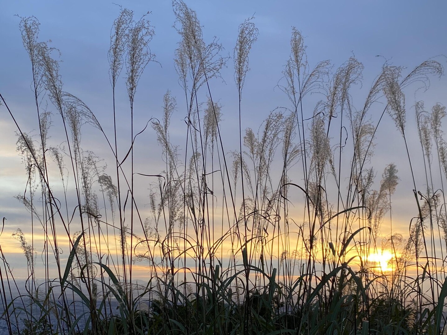 Mr.Xとサンライズ🌄藻岩山 / ガーランドさんの藻岩山の活動データ | YAMAP / ヤマップ