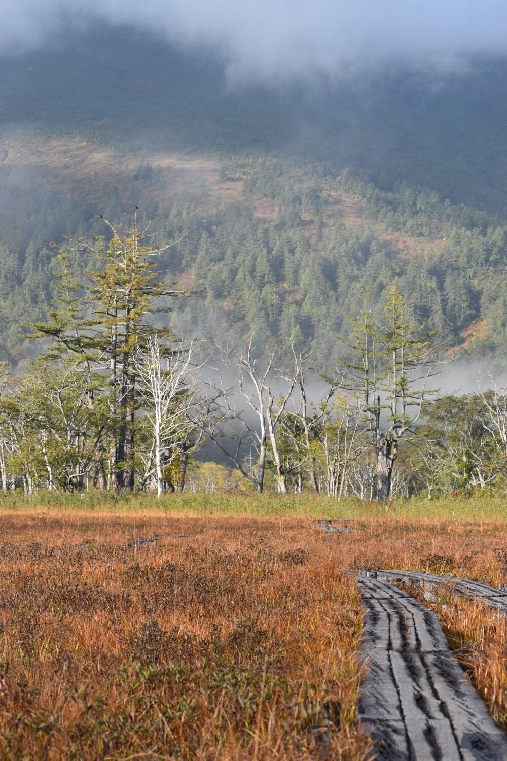 【幕開け】 手前の木道から奥に続く森。... / Kotomi Gotoさんのモーメント | YAMAP / ヤマップ