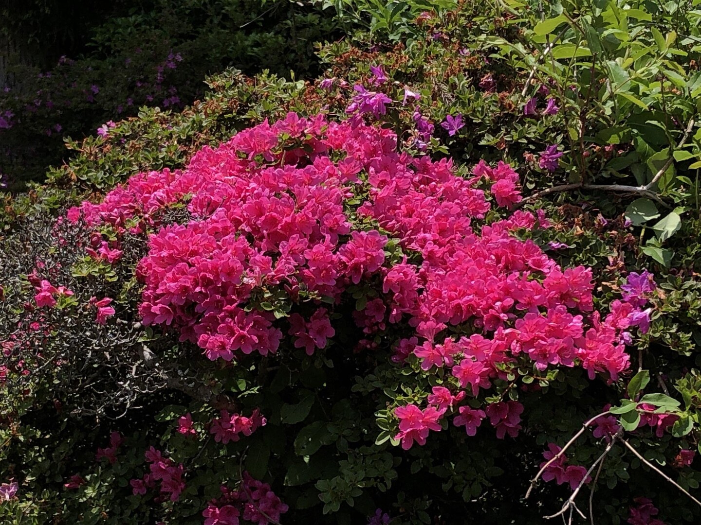 西万年・万年山 / neroliさんの万年山・伐株山の活動データ | YAMAP / ヤマップ