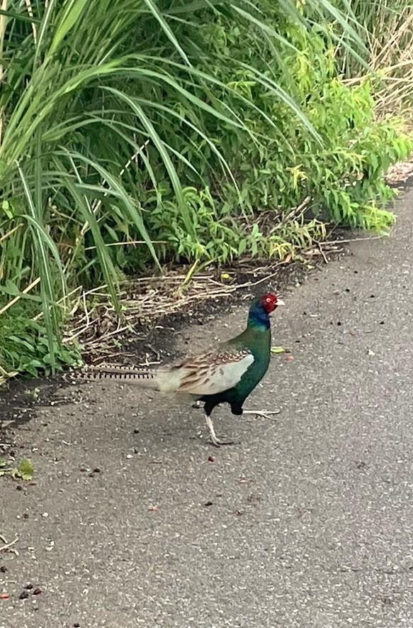 (興味のある方へ)キジ続報。 ... / tabiさんのモーメント | YAMAP / ヤマップ