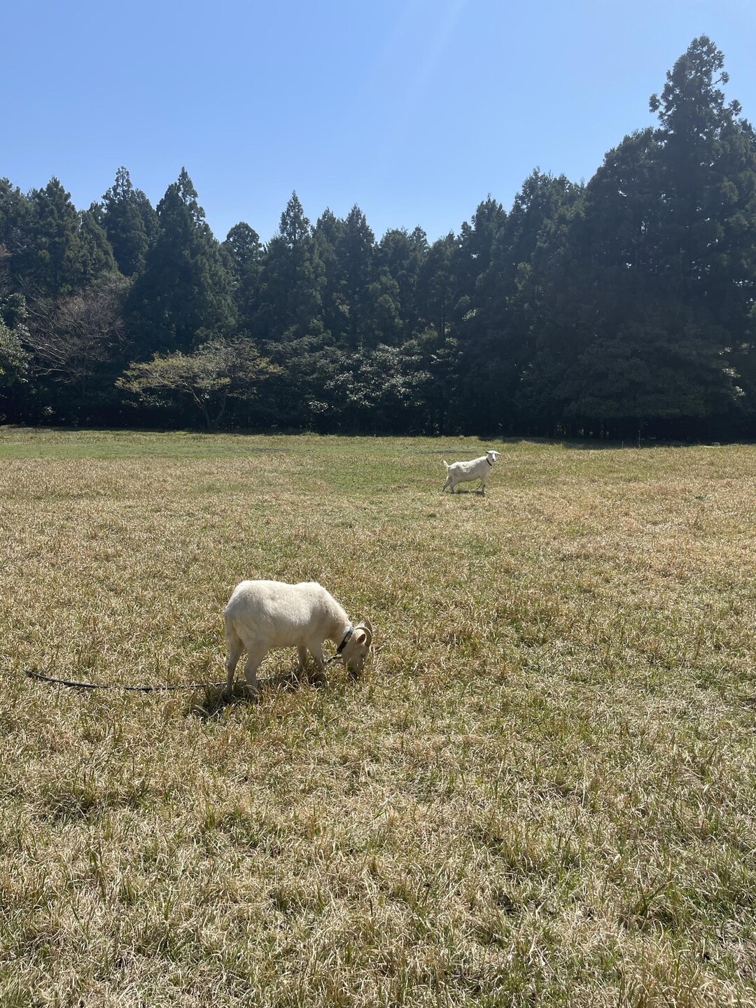 丸山 / mieさんの藤原岳・御池岳の活動日記 | YAMAP / ヤマップ