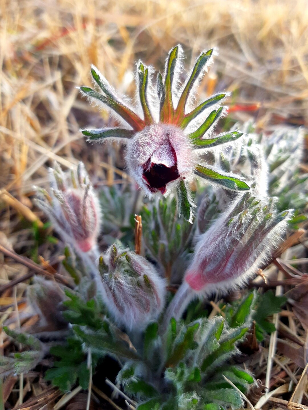 基山のお花パトロール&ニューピークGETと思ったら😖💦 / 信さん60nobさんの天拝山・基山の活動データ | YAMAP / ヤマップ