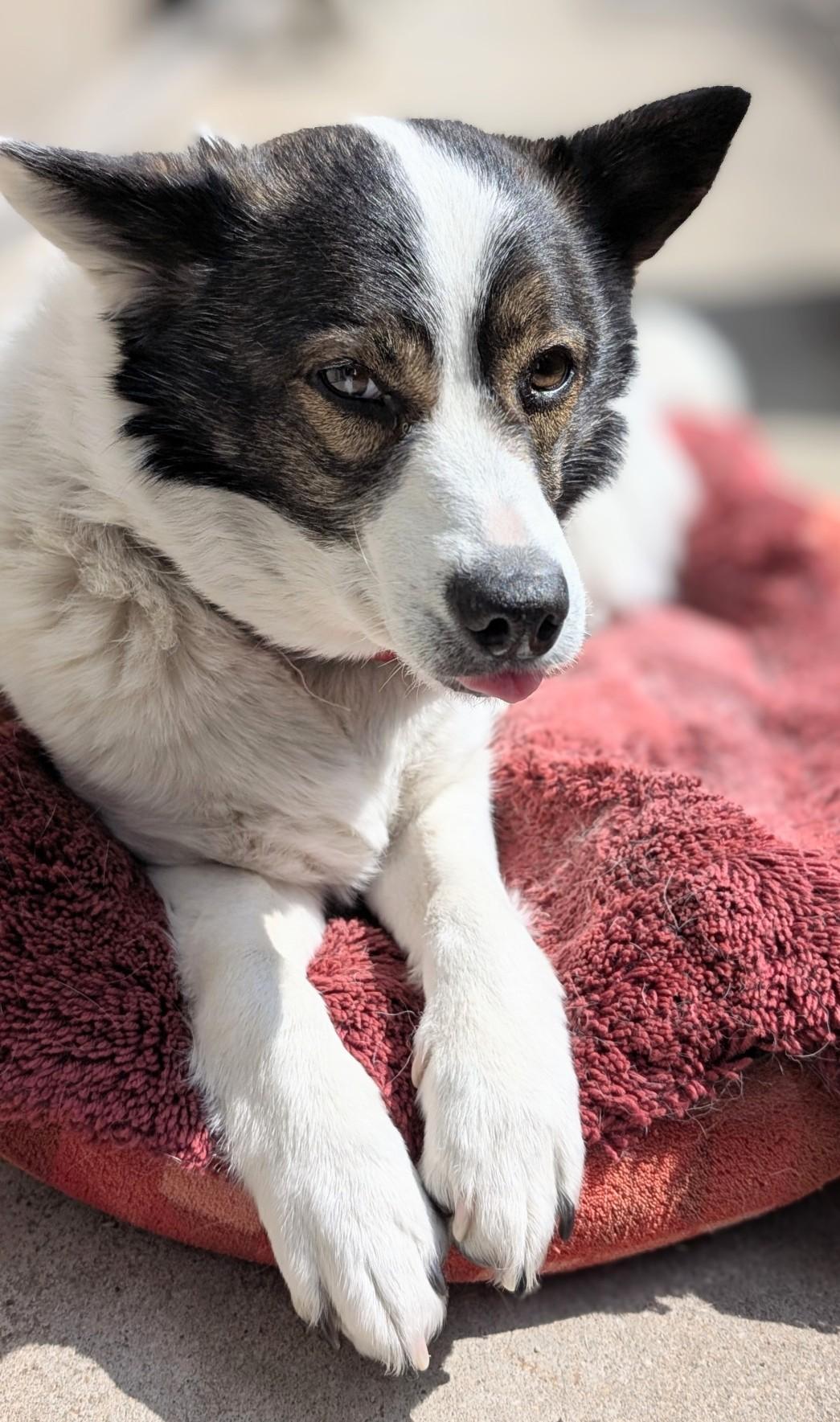 Dog afternoon ☀️ ①き... / もみじ🐺 & パパ😎さんのモーメント | YAMAP / ヤマップ