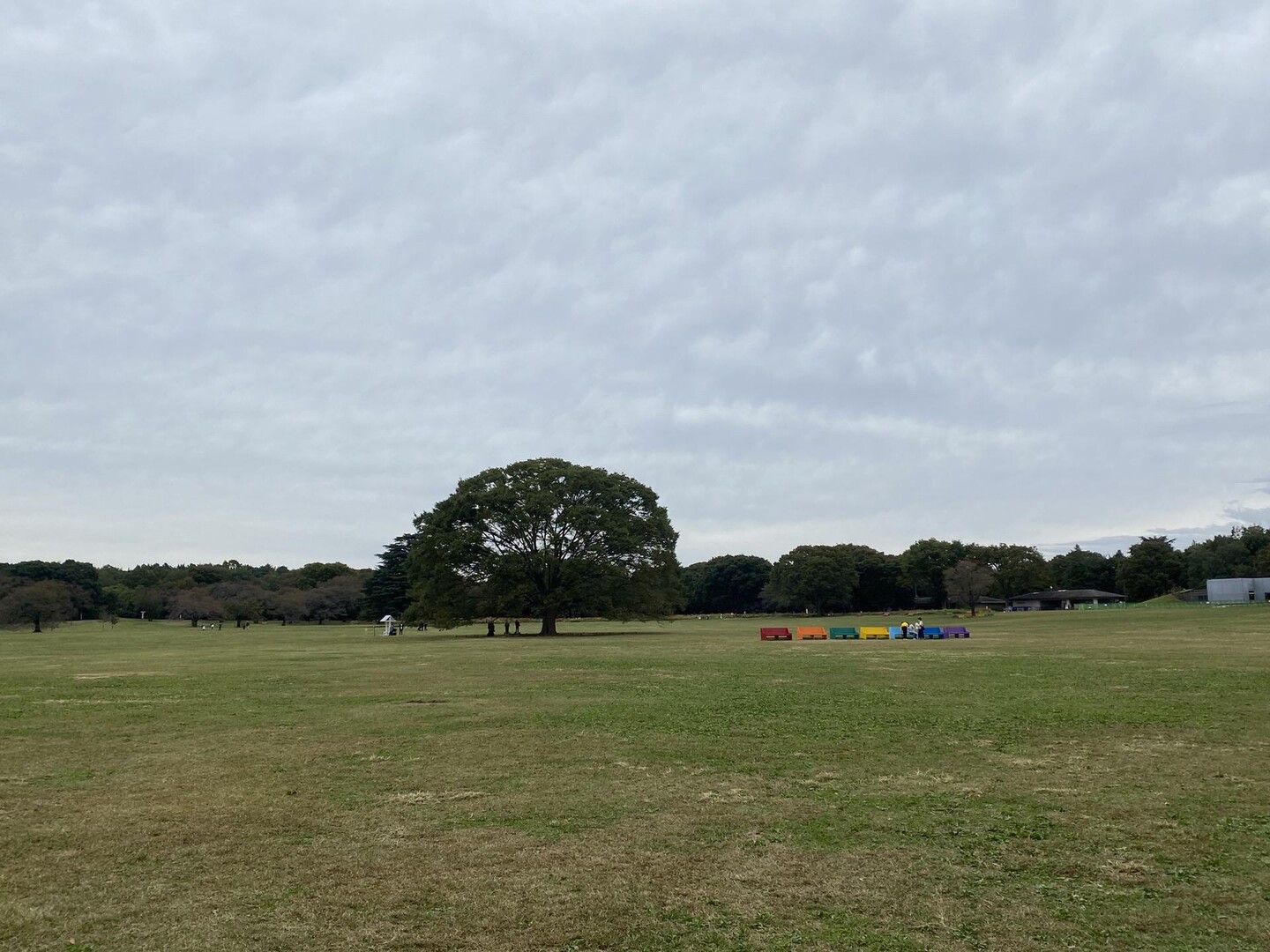 どんよりなお天気ですが、本日は昭和記念公... / mieeさんのモーメント | YAMAP / ヤマップ