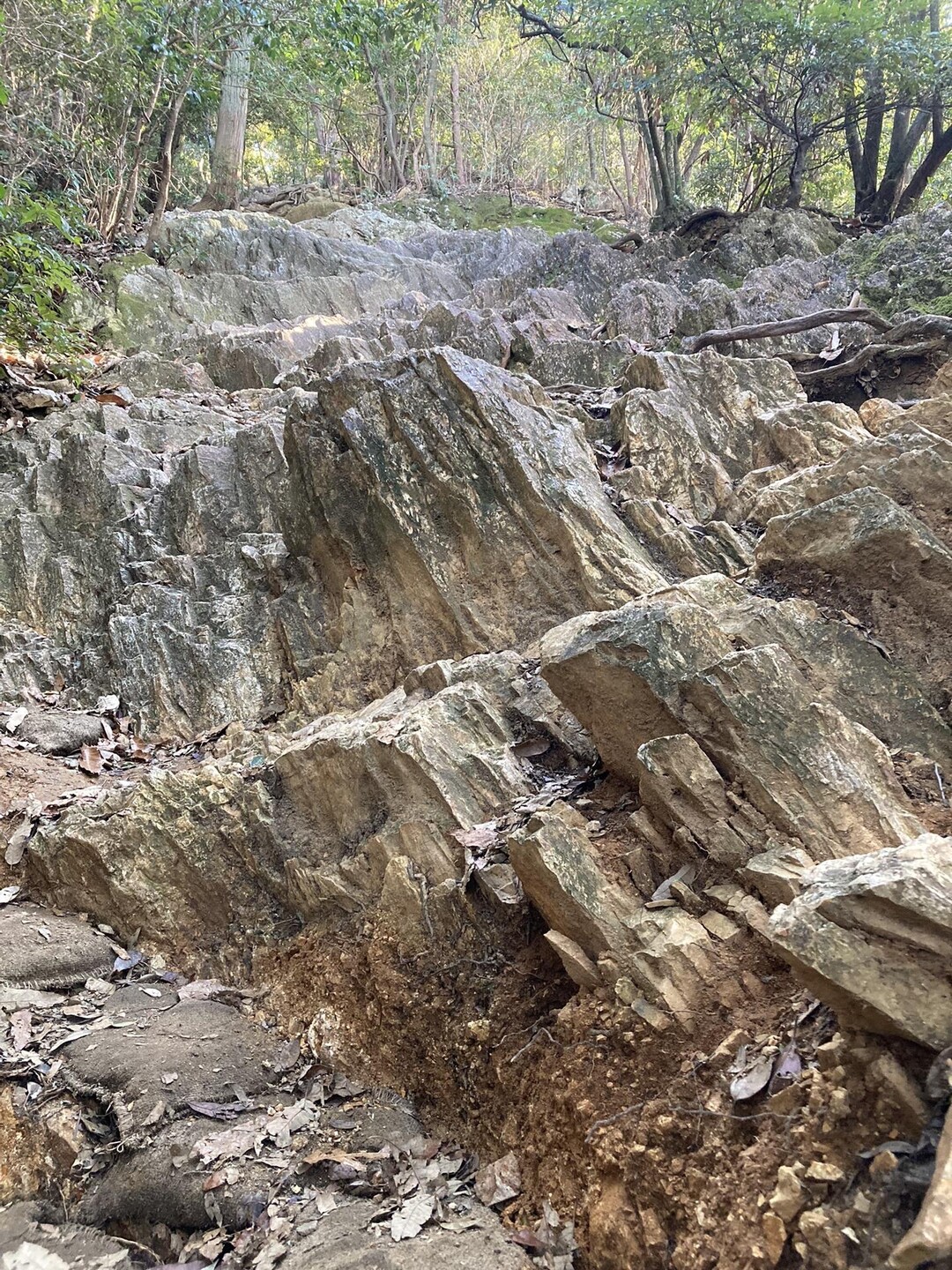 金華山 / 1 hawkさんの金華山・洞山・舟伏山の活動データ | YAMAP / ヤマップ