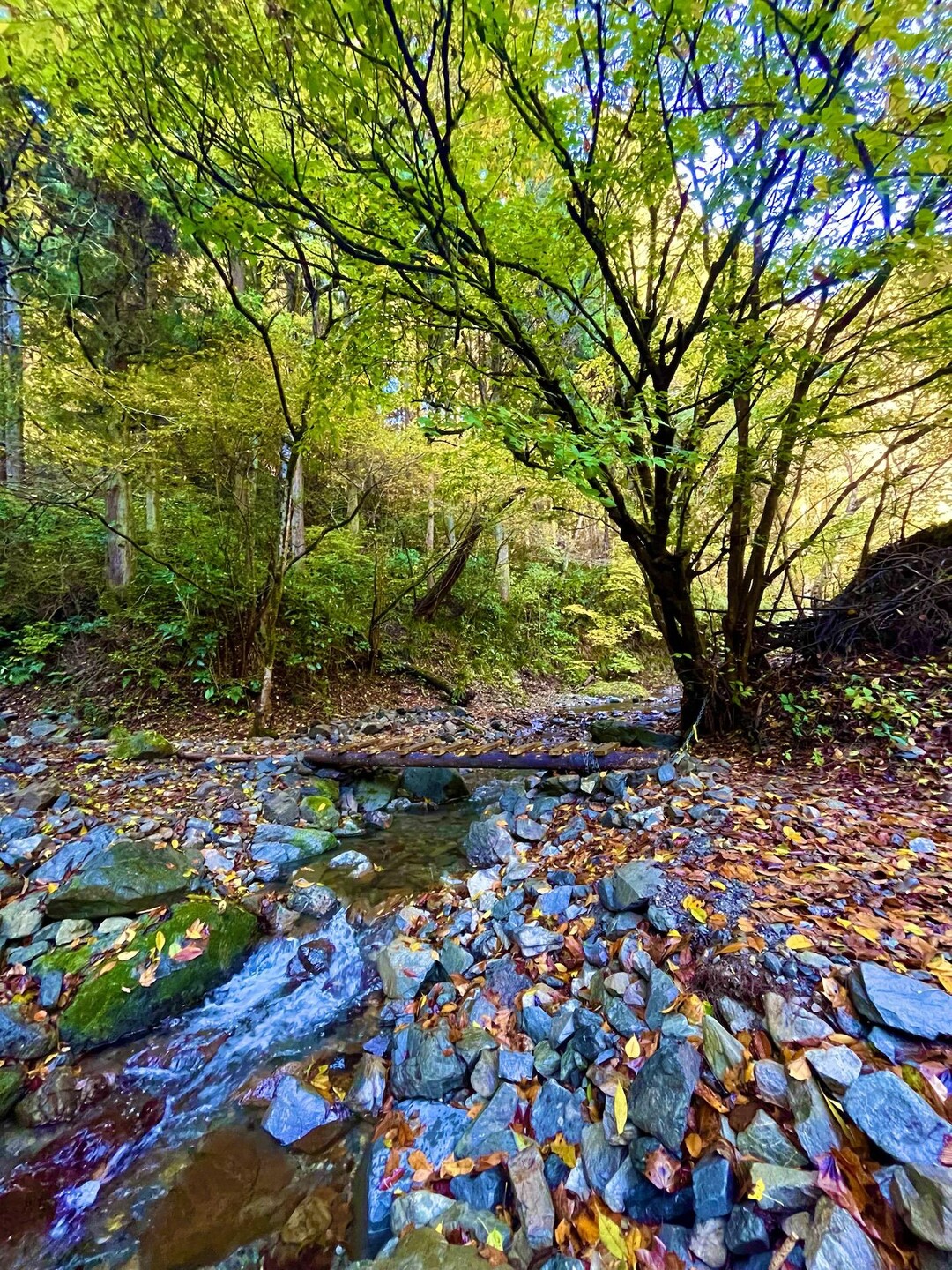 景信山 / HRKさんの高尾山・陣馬山・景信山の活動データ | YAMAP / ヤマップ