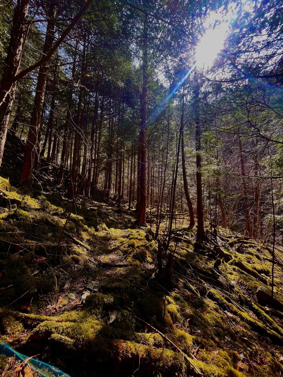 鬼面山 / ANZUNUKOさんの鬼面山の活動データ | YAMAP / ヤマップ