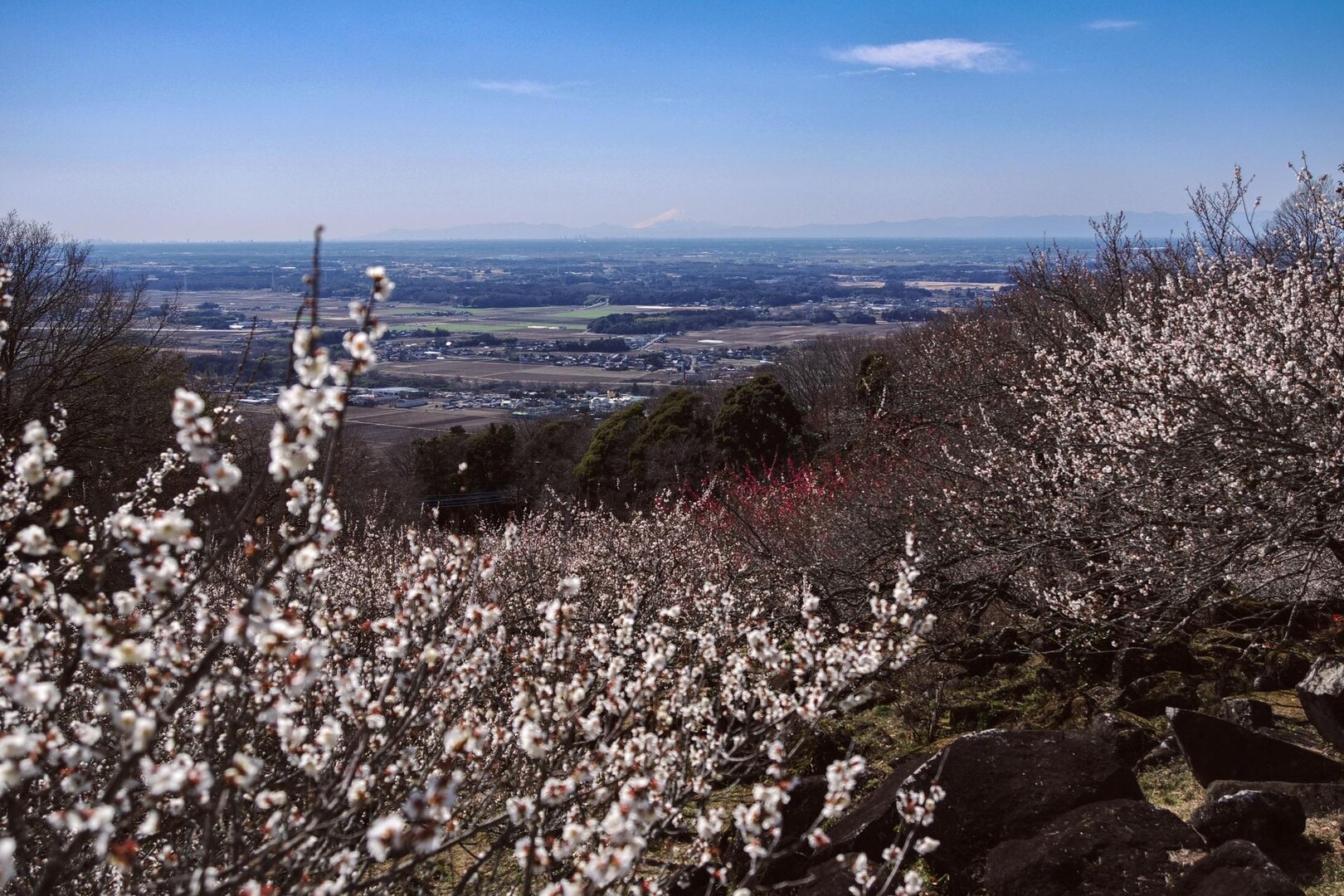 筑波の急登、薬王院コースと梅林周遊 / YUHYAさんの筑波山の活動日記 | YAMAP / ヤマップ