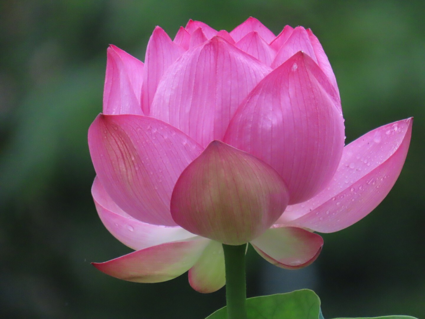 雨上がりの夏の朝 / hideさんのモーメント | YAMAP / ヤマップ