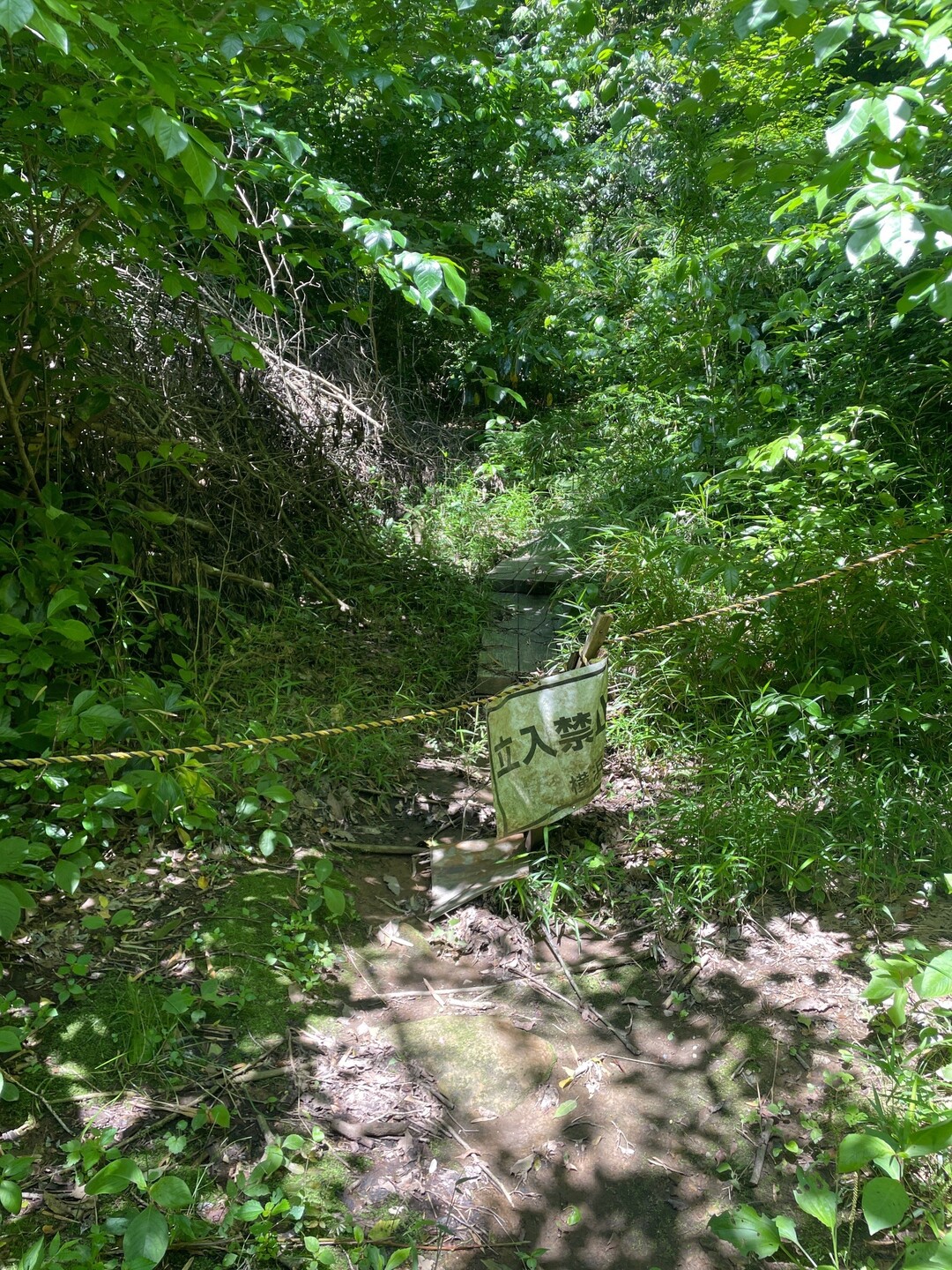 たいたんさんの投稿したフィールドメモ | YAMAP / ヤマップ