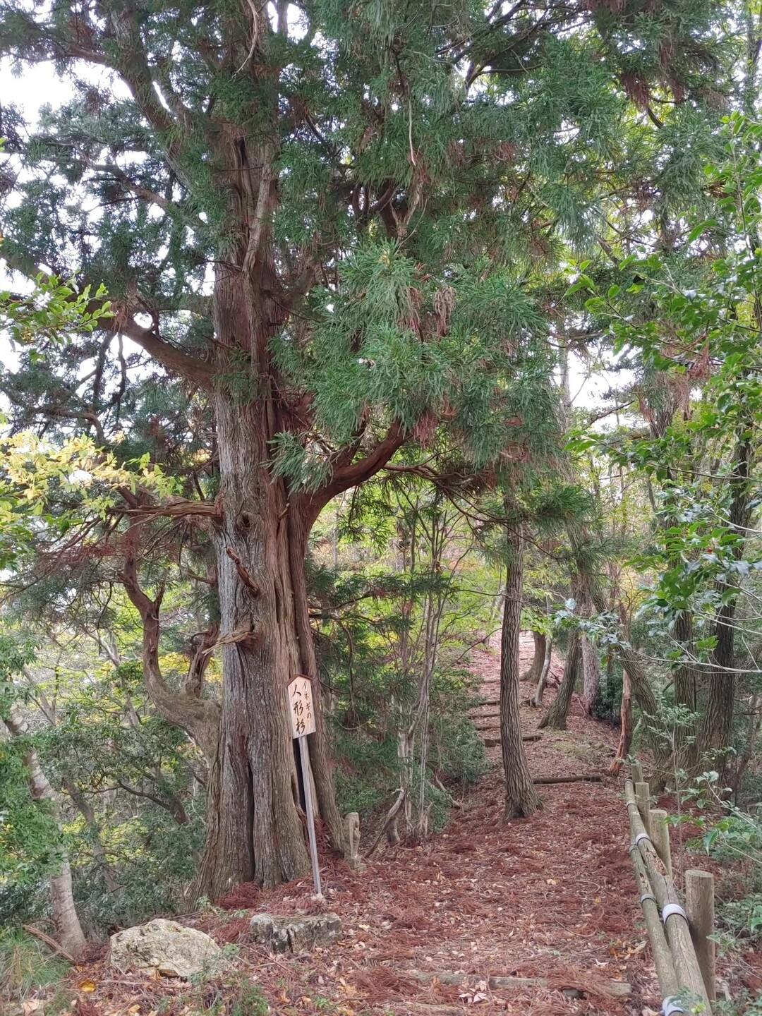 R 5 11 16(木)釜ヶ谷山 周回コース / むらの山ちゃんさんの釜ヶ谷山の活動データ | YAMAP / ヤマップ