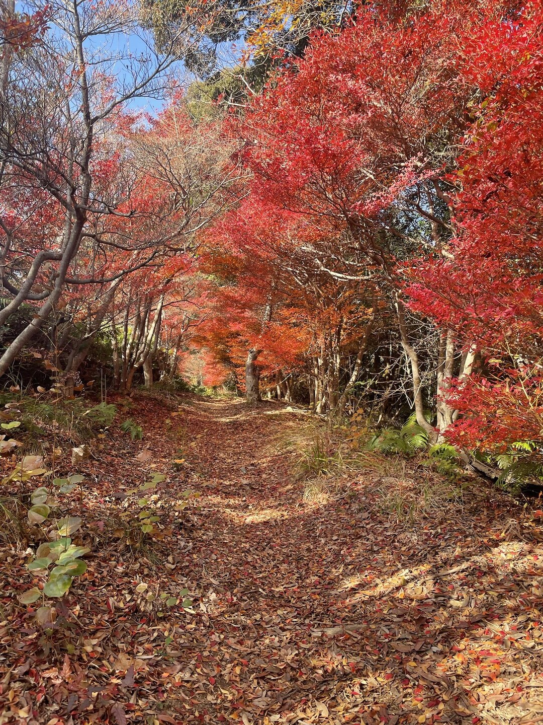 【ルーツを辿るプチ山口旅】岩山・大迫山・御器伏／観音岳・白岩山／菩提寺山 / Nockyさんの秋吉台の活動データ | YAMAP / ヤマップ