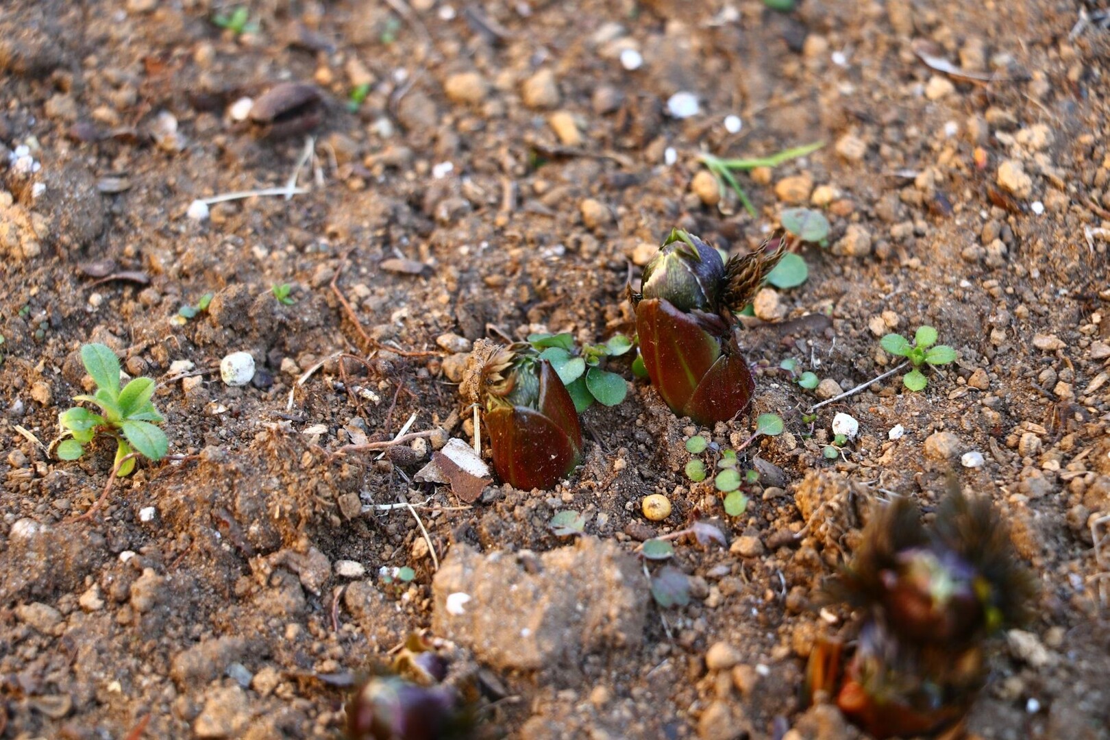 先週見に行ったセツブンソウ。 まだ咲いて... / KOH-Chanさんのモーメント | YAMAP / ヤマップ