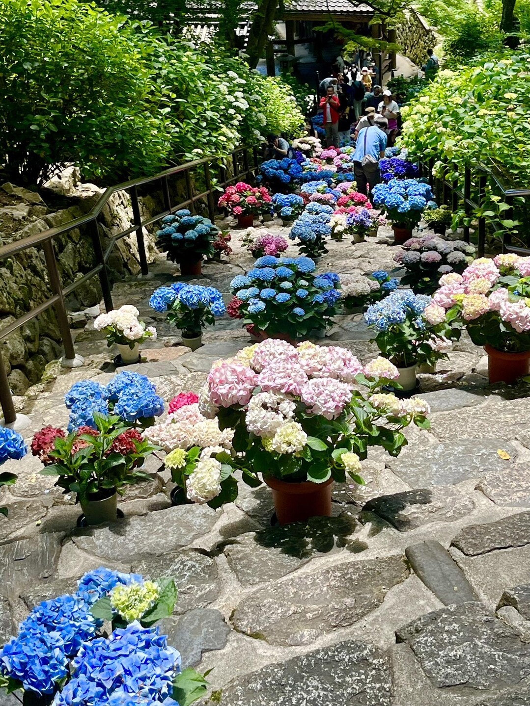 大和ウォーク「長谷寺・岡寺」 / Lucky Jr.さんの三輪山・巻向山・龍王山の活動データ | YAMAP / ヤマップ