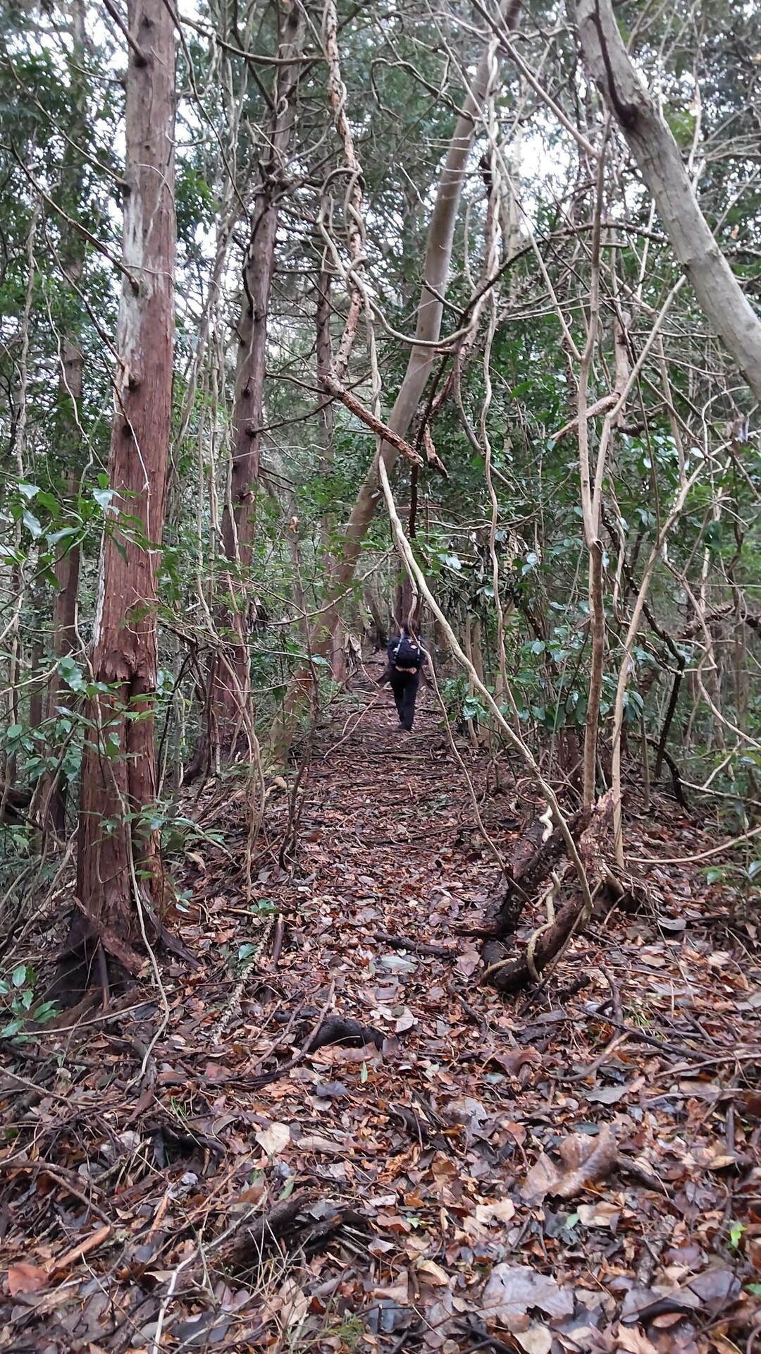 日影BS〜P522北尾根〜高尾山〜ケーブル下山 / 441Mさんの高尾山・陣馬山・景信山の活動データ | YAMAP / ヤマップ