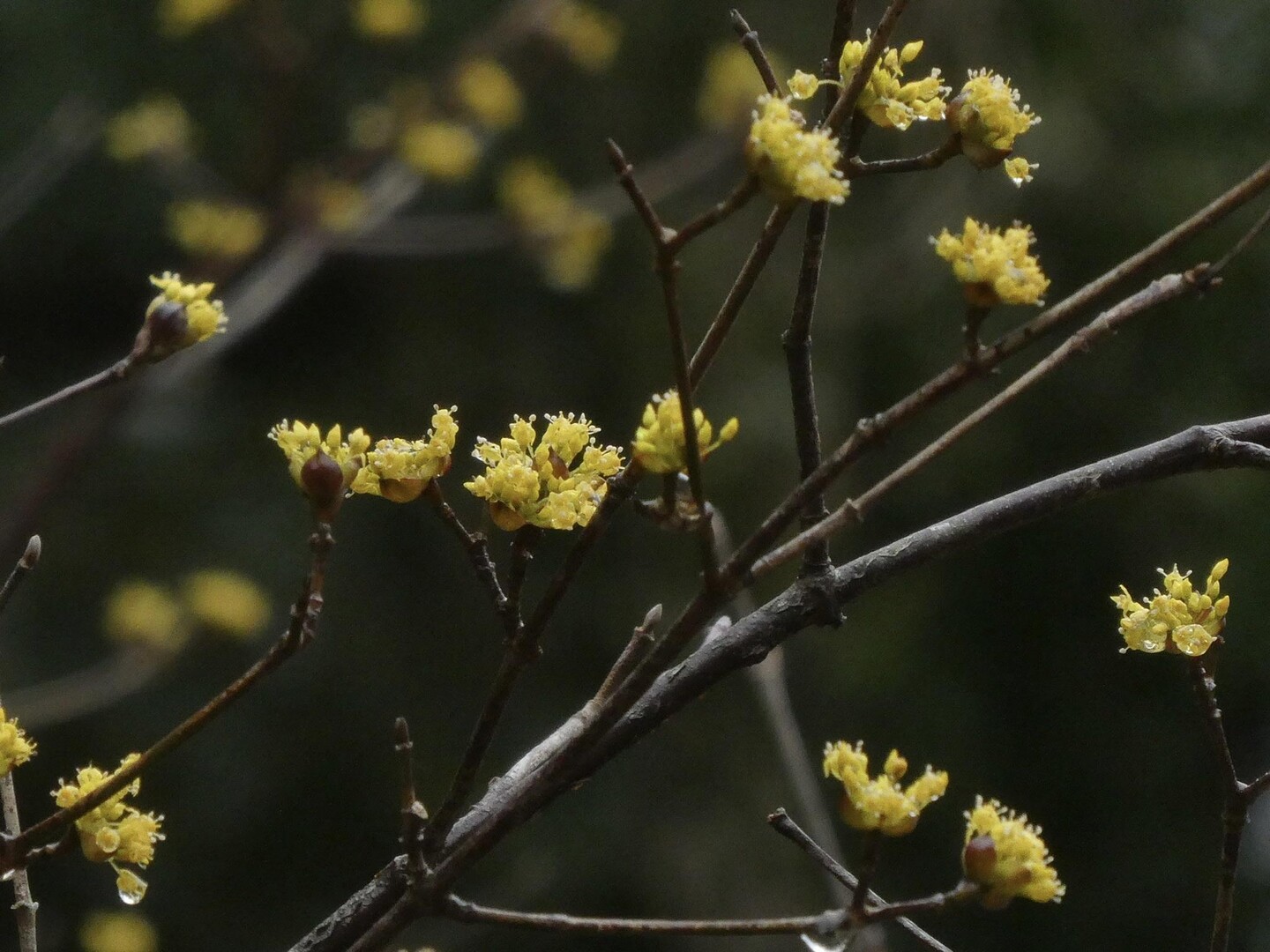 ヒレンジャクに会いたいとお願いをして、岩... / skipさんのモーメント | YAMAP / ヤマップ