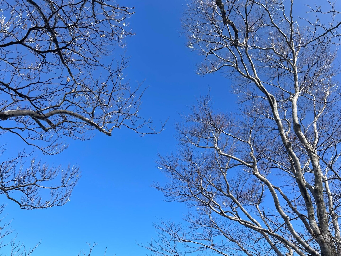 手強かった日野山 / JOG太郎さんの日野山の活動データ | YAMAP / ヤマップ