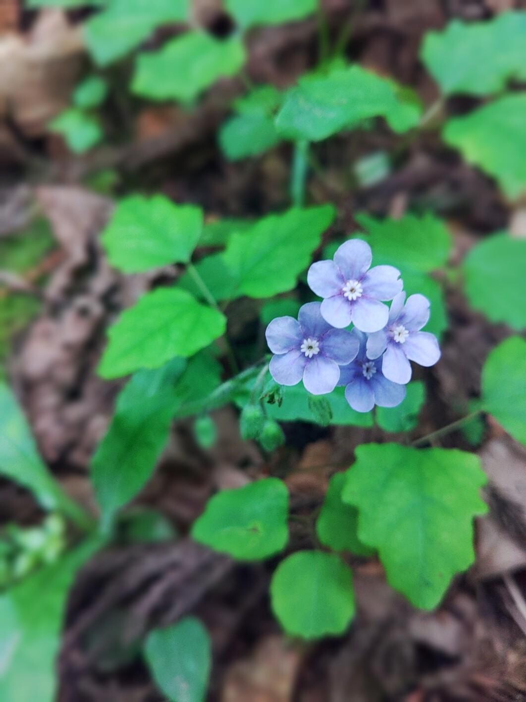 昼から高尾山 / KOROさんの高尾山・陣馬山・景信山の活動データ | YAMAP / ヤマップ