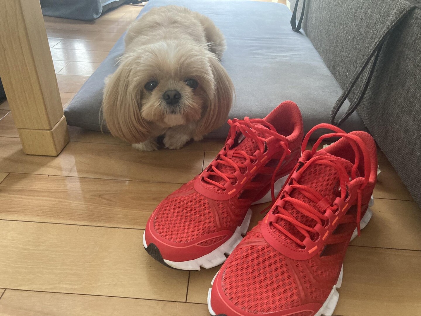 今まで履いてたNIKEのシューズは100... / sadaさんのモーメント | YAMAP / ヤマップ