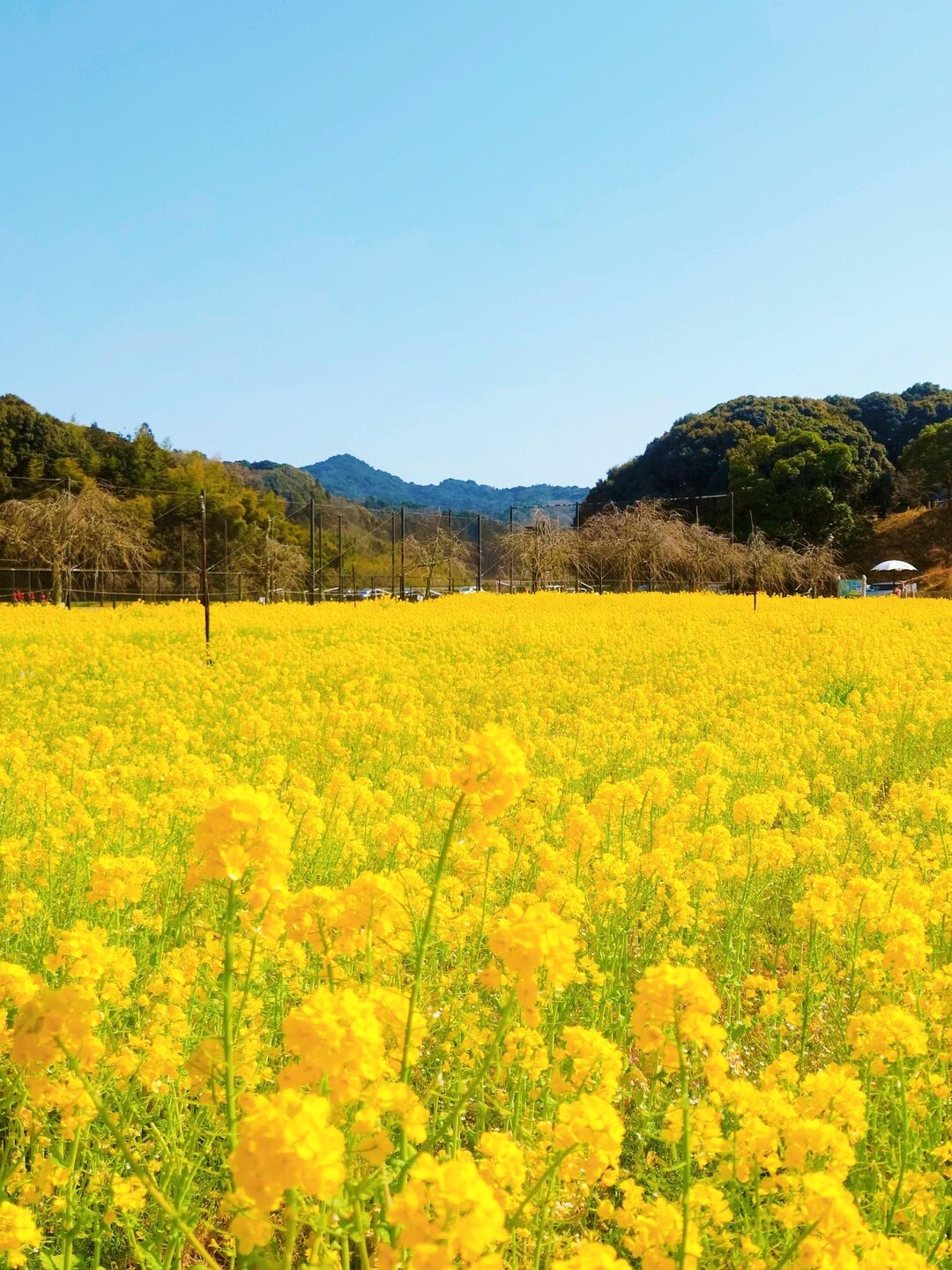 ドライブ中ふと思いつきで寄ったら 黄色 ... / tomo⚓さんのモーメント | YAMAP / ヤマップ