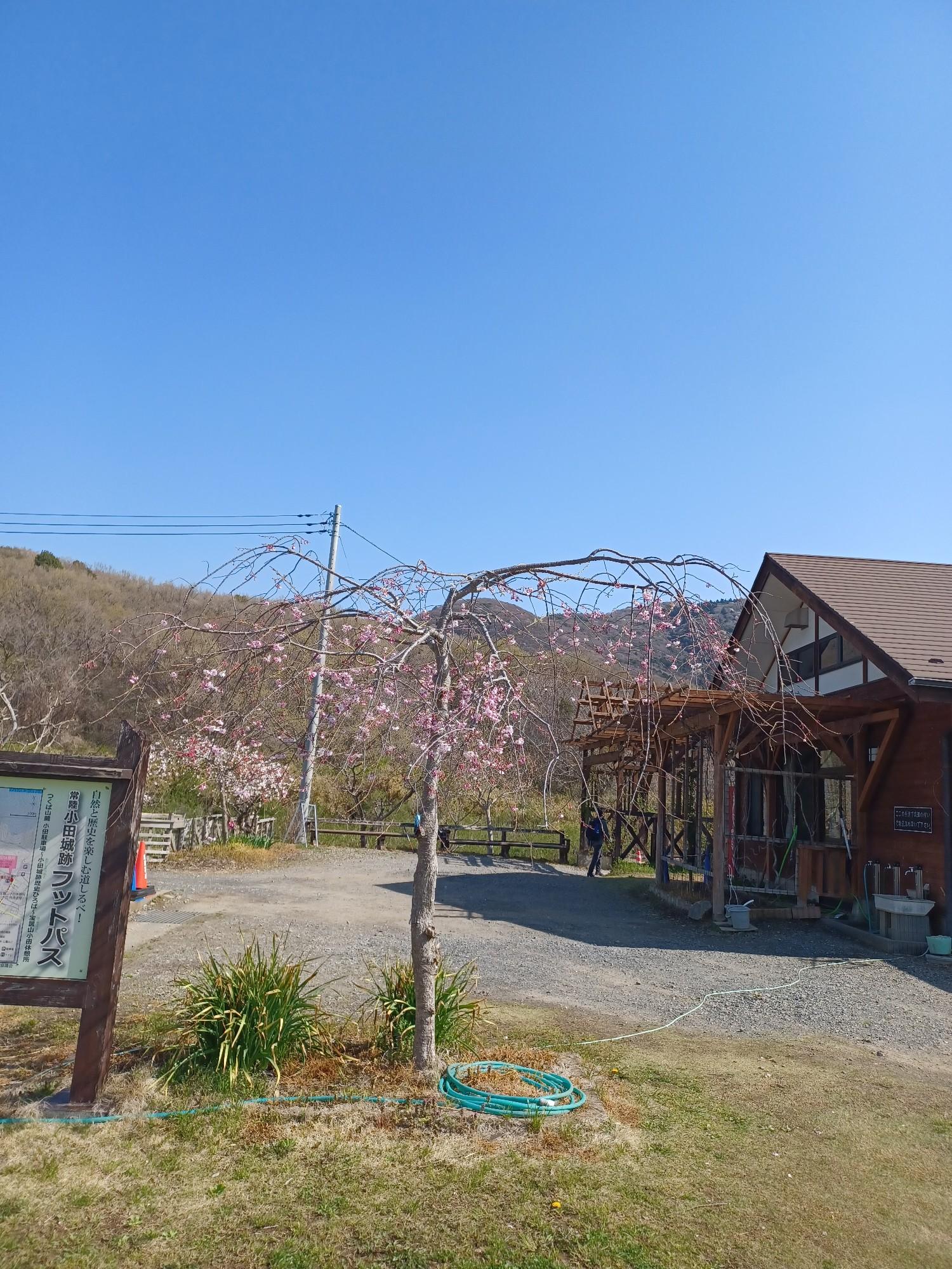 トレーニング目的の初、低山登山。 癒され... / nomさんのモーメント | YAMAP / ヤマップ