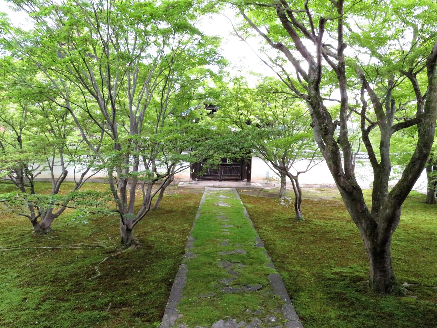 妙覚寺の青もみじのお庭：新緑特別拝観は5... / Annaさんのモーメント | YAMAP / ヤマップ