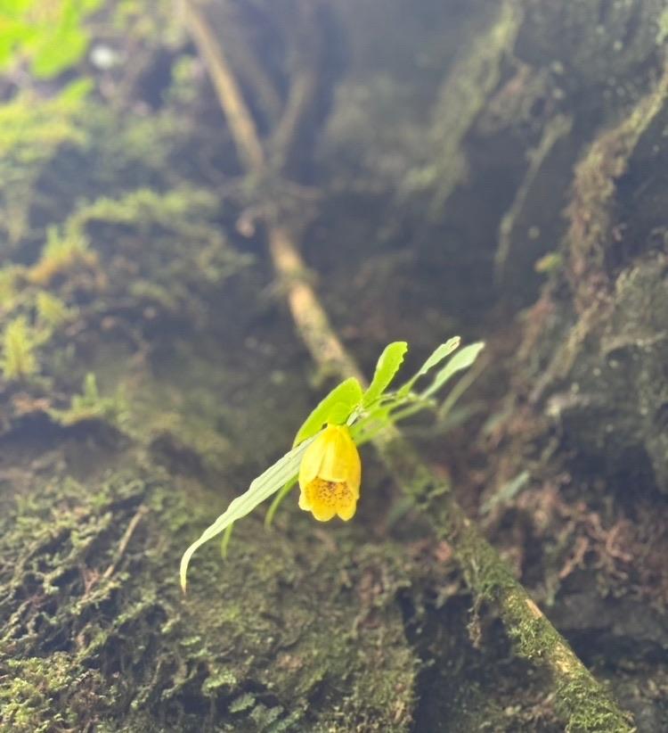 「ここにしか咲かない花 」 🎶 丹沢... / Ken miuさんのモーメント | YAMAP / ヤマップ