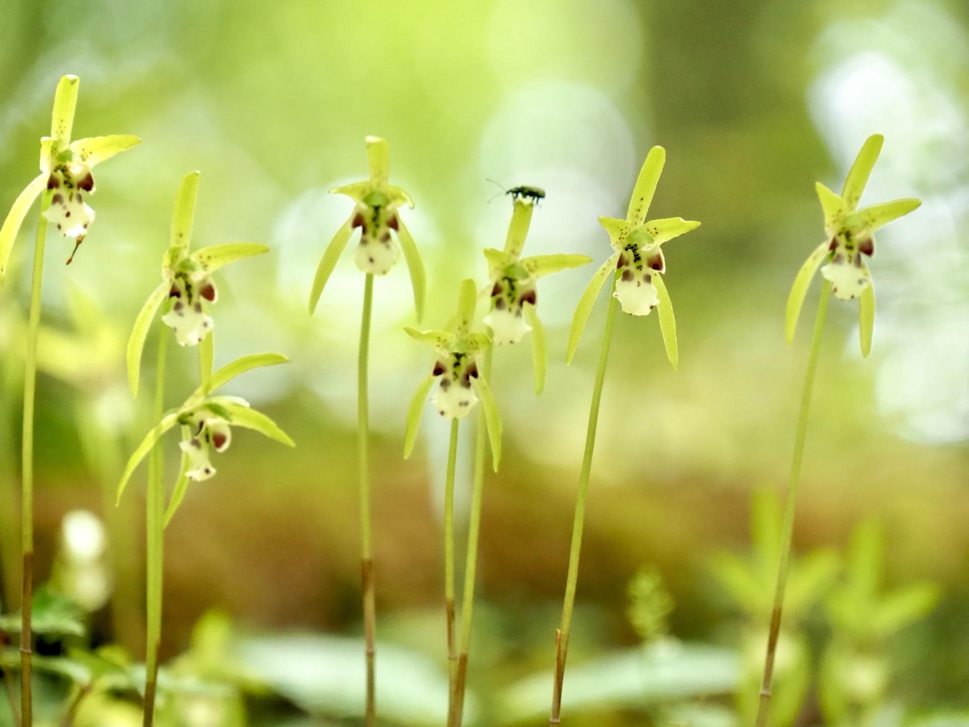 花活🌸入笠山 / masuminさんの入笠山の活動データ | YAMAP / ヤマップ