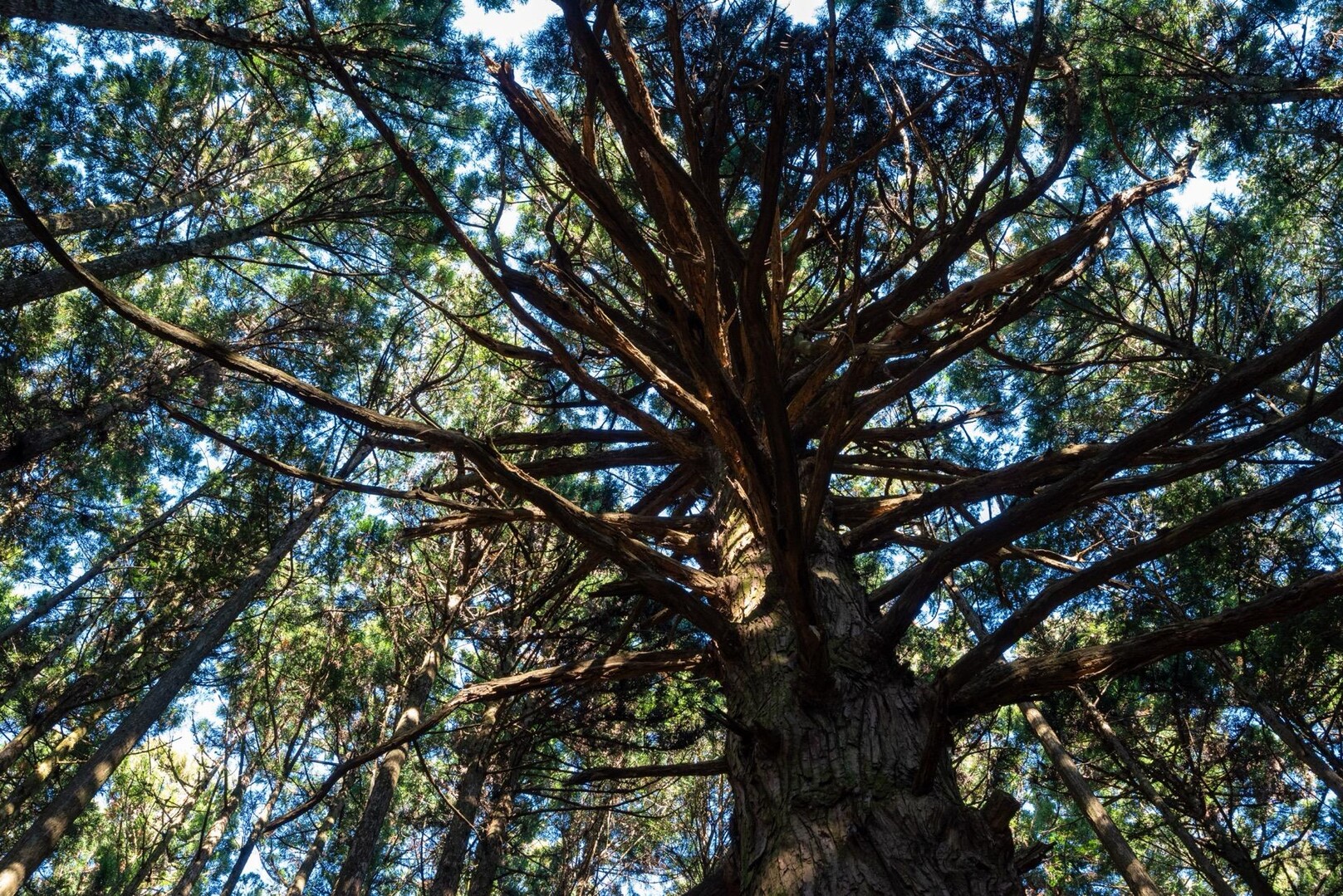 武甲山 / Tony-sanさんの武甲山・伊豆ヶ岳・小持山の活動データ | YAMAP / ヤマップ