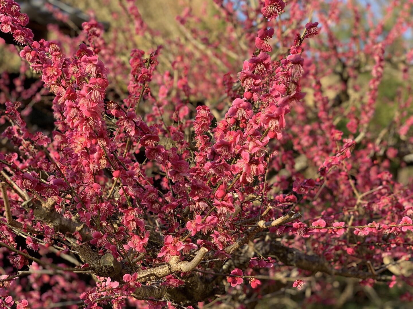 御嶽山見ながら各アル『真ん中』コース 金山・須衛山 / Y45Uさんの各務原アルプス・八木三山の活動データ | YAMAP / ヤマップ