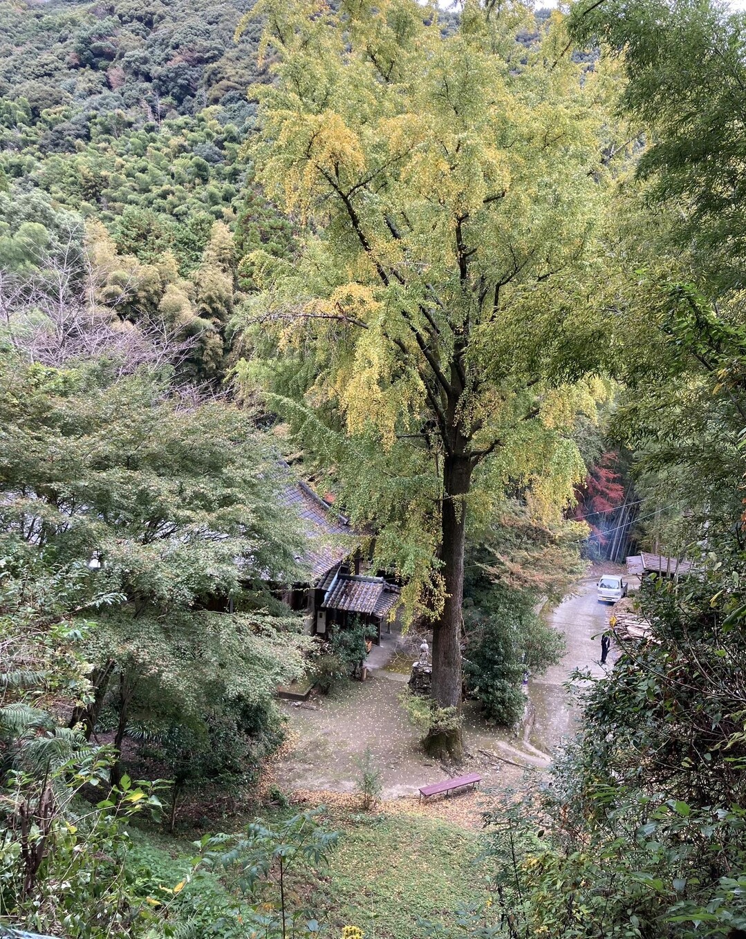 『ちと早い銀杏の下見😛』 近くを通った... / Shuuさんのモーメント | YAMAP / ヤマップ