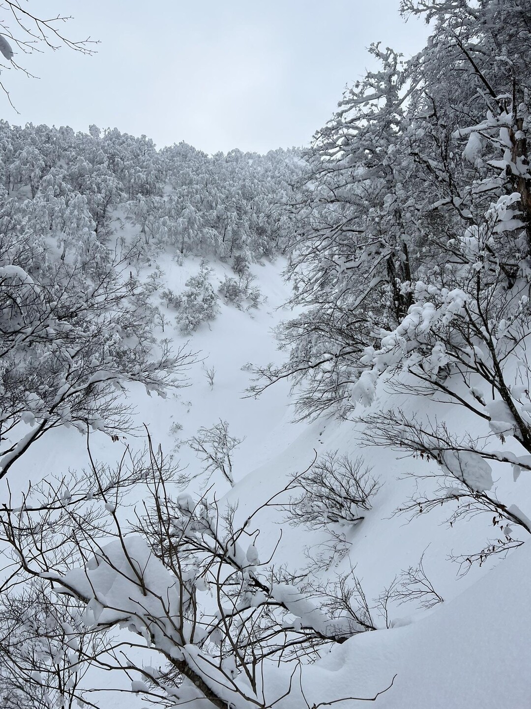 荒島岳 大ワサビ谷右稜 / yamakazuさんのモーメント | YAMAP / ヤマップ