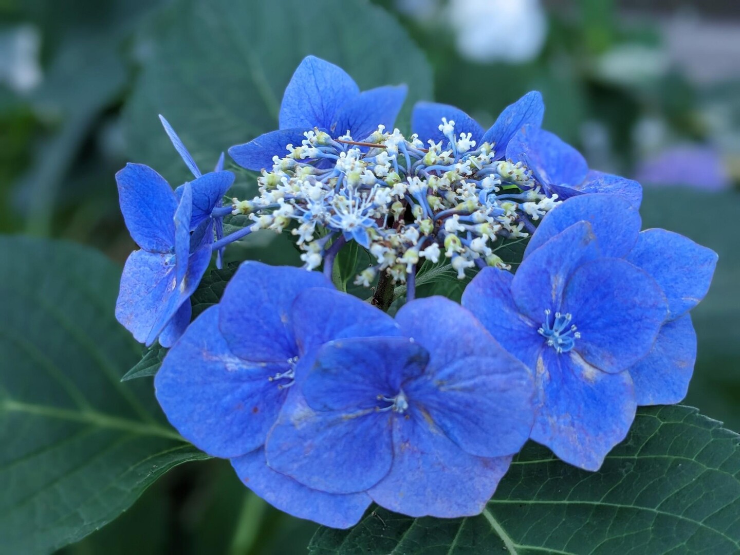 実家に行く途中、久しぶりに権現堂へ 立ち... / hi-loさんのモーメント | YAMAP / ヤマップ