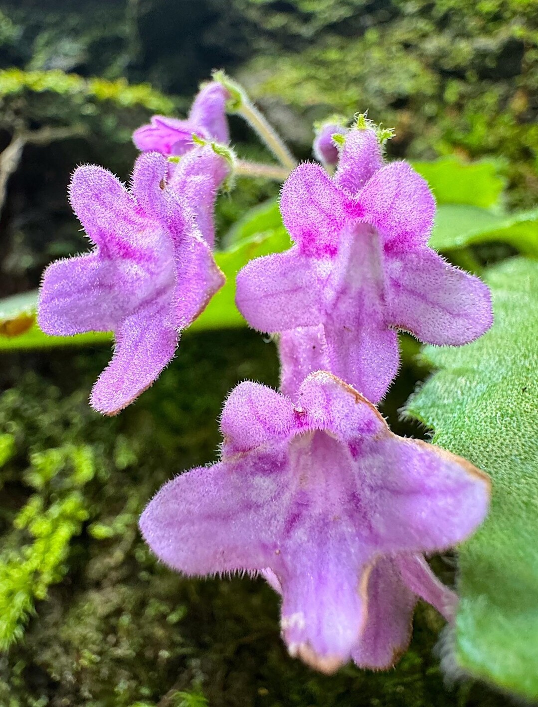 水無月の田原山(鋸山) / nabe zephyrさんの田原山（鋸山）の活動データ | YAMAP / ヤマップ