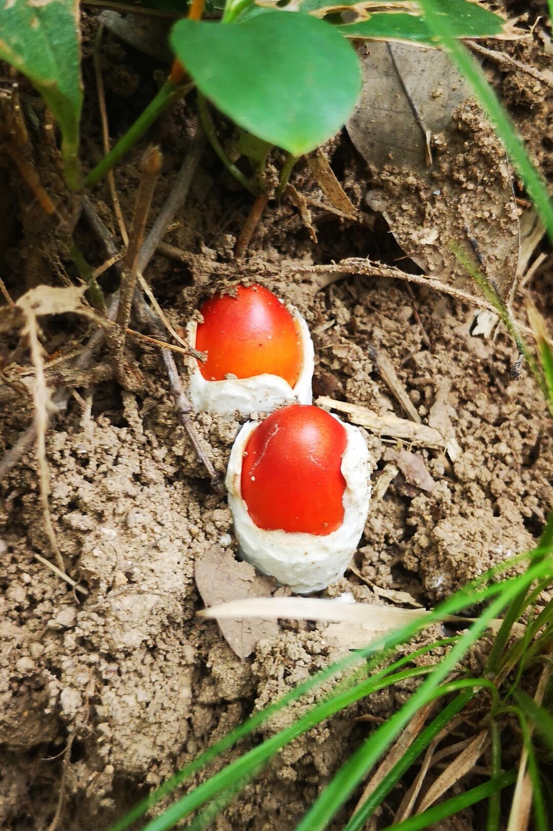 金山・西山 / isoさんの金山（新田金山）・八王子丘陵の活動データ | YAMAP / ヤマップ