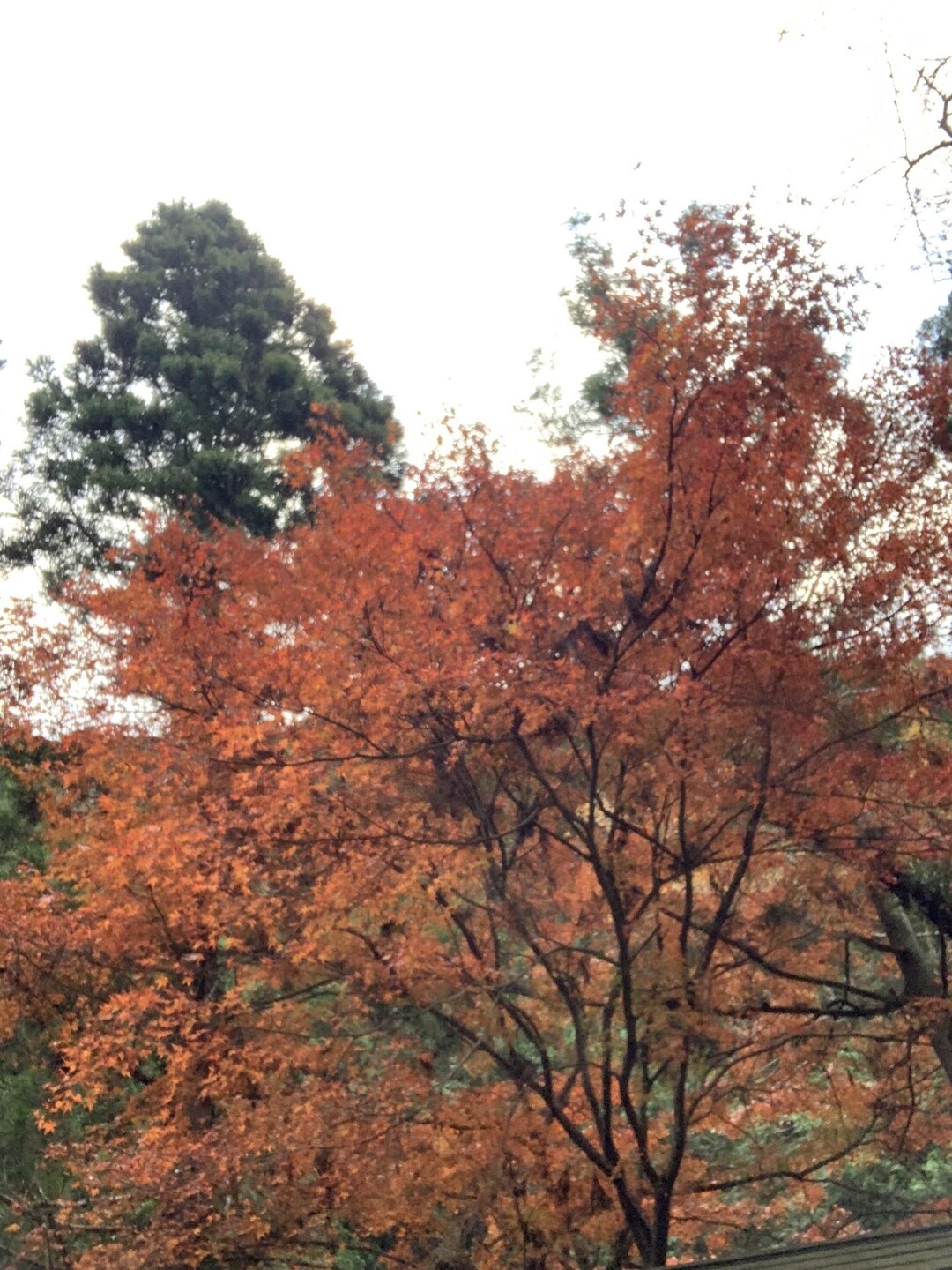 鬼岩クライミング ステロイドパフォーマンスRP！ 明神山-2023-11-26 / クマネコさんの明神山（三ツ瀬明神山）の活動データ | YAMAP / ヤマップ