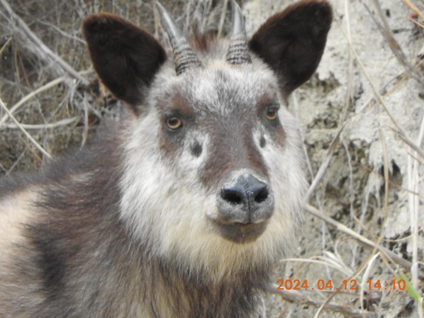 ロクちゃんとクーちゃんの顔の違いをお見せ... / M t つねちゃんさんのモーメント | YAMAP / ヤマップ