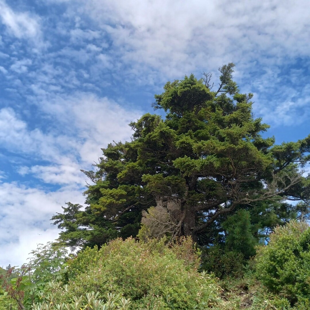 白嵓ノ頭・鳥甲山・赤嵓ノ頭 / toraさんの鳥甲山の活動データ | YAMAP / ヤマップ