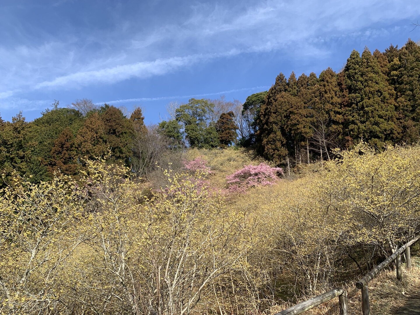 シダンゴ山・タコチバ山・宮地山 / tanさんの塔ノ岳・丹沢山・蛭ヶ岳の活動データ | YAMAP / ヤマップ