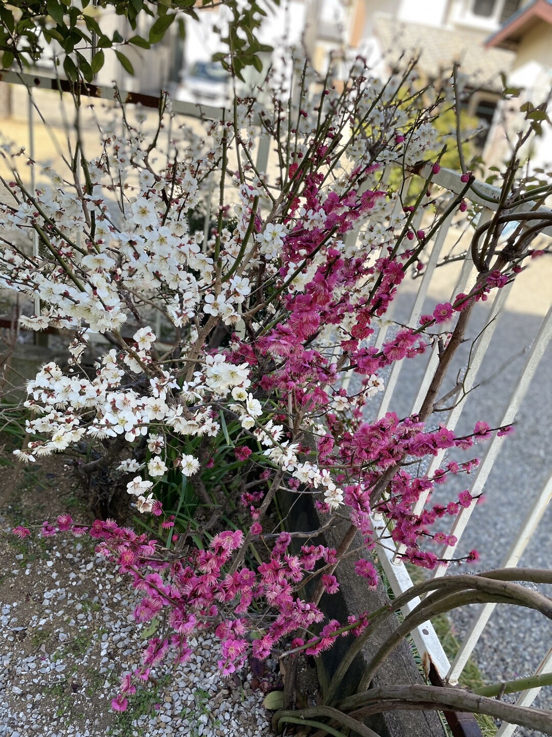 確定申告の還付金 振り込まれ一安心！ e... / ken-3さんのモーメント | YAMAP / ヤマップ