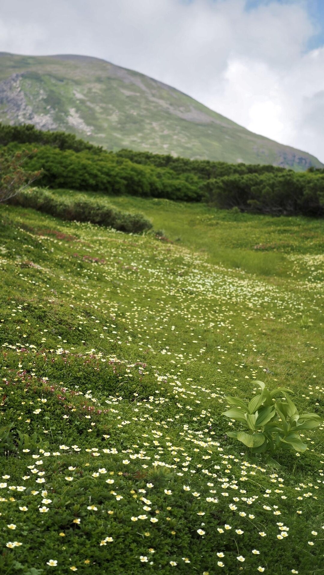 北海道の山デビューはお花咲き乱れる黒岳へ / asimkさんの大雪山系・旭岳・トムラウシの活動データ | YAMAP / ヤマップ